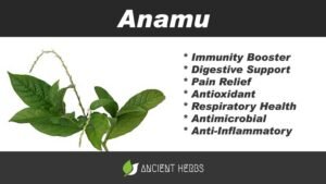 Anamu Benefits, Uses, Dosage & Side Effects