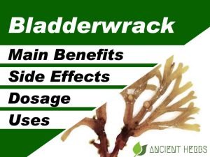 Bladderwrack Benefits, Uses, Dosage & Side Effects