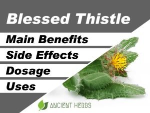 Blessed Thistle Benefits, Uses, Dosage & Side Effects