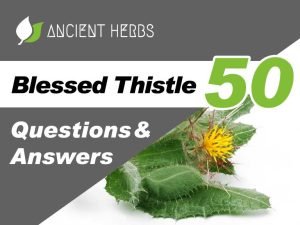Blessed Thistle Q&A: Clearing the Air on 50 Common Inquiries