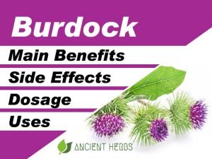 Burdock Benefits, Uses, Dosage & Side Effects