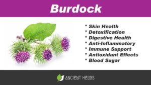 Burdock Benefits, Uses, Dosage & Side Effects