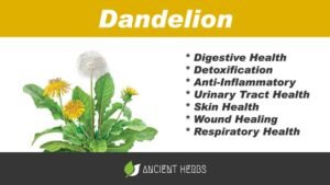 Dandelion Benefits, Uses, Dosage & Side Effects