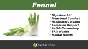 Fennel Benefits, Uses, Dosage & Side Effects