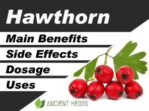 Hawthorn Benefits, Uses, Dosage & Side Effects
