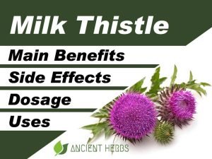 Milk Thistle Benefits, Uses, Dosage & Side Effects