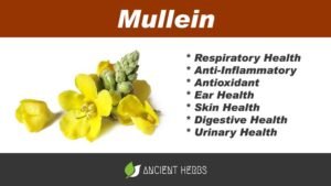 Mullein Benefits, Uses, Dosage & Side Effects