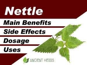 Nettle Benefits, Uses, Dosage & Side Effects