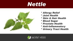 Nettle Benefits, Uses, Dosage & Side Effects