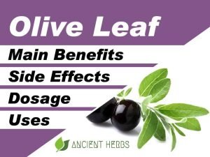 Olive Leaf Benefits, Uses, Dosage & Side Effects