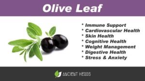 Olive Leaf Benefits, Uses, Dosage & Side Effects