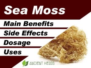 Sea Moss Benefits, Uses, Dosage & Side Effects