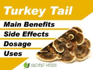 Turkey Tail Benefits, Uses, Dosage & Side Effects