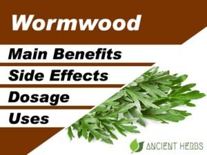 Wormwood Benefits, Uses, Dosage & Side Effects