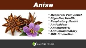 Anise Benefits, Uses, Dosage & Side Effects