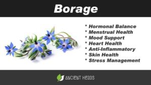 Borage Benefits, Uses, Dosage & Side Effects
