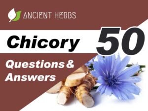 Exploring Chicory: Your Guide to 50 Questions Answered