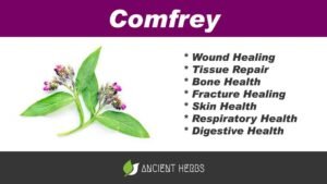 Comfrey Benefits, Uses, Dosage & Side Effects