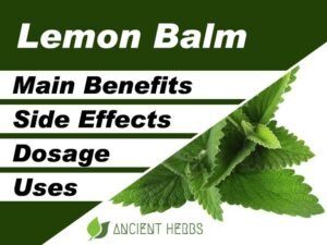 Lemon Balm Benefits, Uses, Dosage & Side Effects