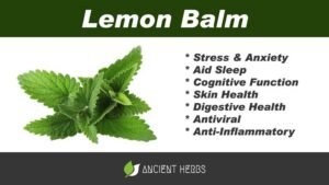 Lemon Balm Benefits, Uses, Dosage & Side Effects