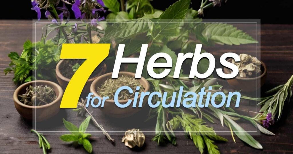 7 Natural Herbs for Circulation and Blood Flow