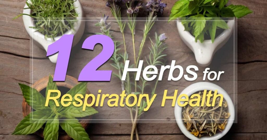 12 Herbs for Respiratory Health That Really Work