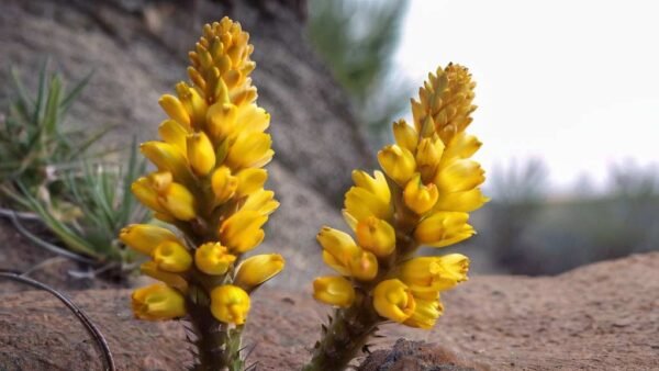 Cistanche: The Desert Herb for Energy and Vitality