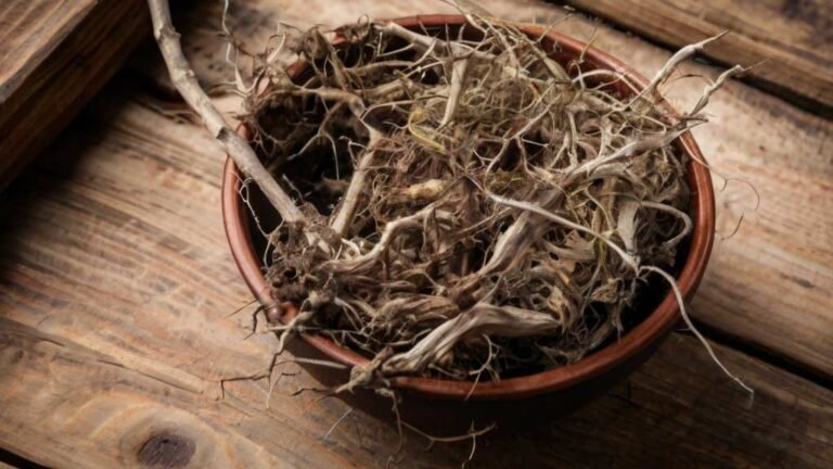 Maral Root: The Strength Herb of Siberia