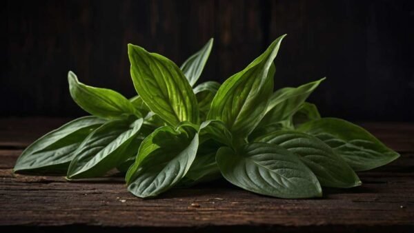 Plantain Leaf: Healer for Bites, Burns, & Gut Health