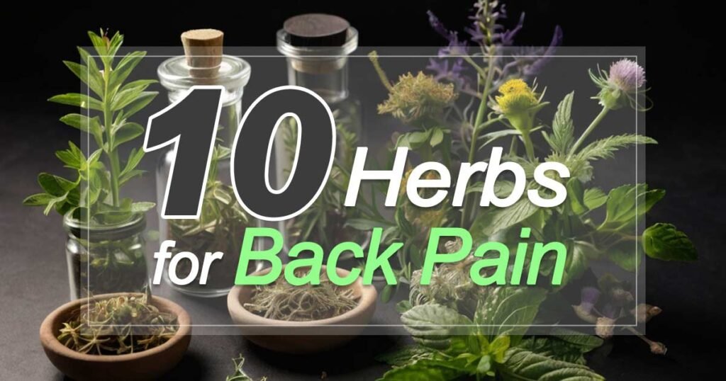 Medicinal Herbs for Back Pain: 10 Plants to Strengthen You