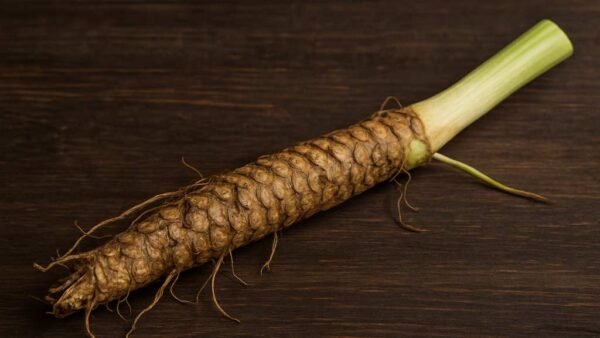 Calamus Root: Ancient Herb for Mind and Body